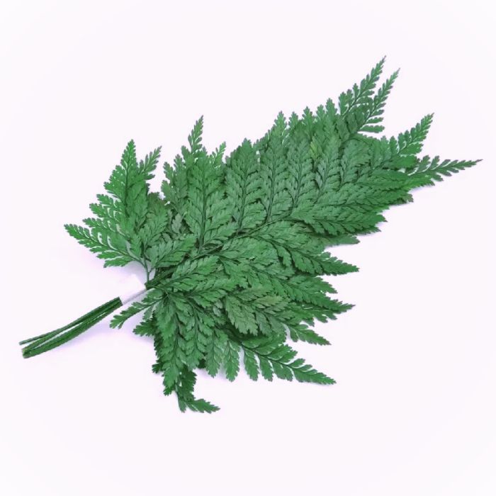 Planta conservata Feriga stabilizata DAV verde 20cm - ARTFLORA