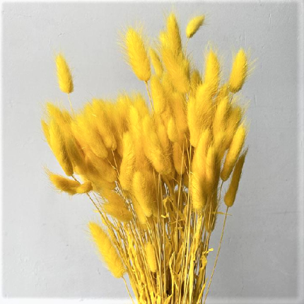 Lagurus galben 70cm - ARTFLORA | Plante & flori uscate