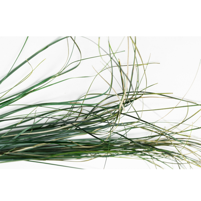 Iarba stabilizata verde 60cm - ARTFLORA Shop - plante conservate