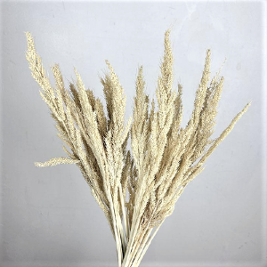 Plante si flori uscate - ARTFLORA - Lagurus, Glixia, Bumbac