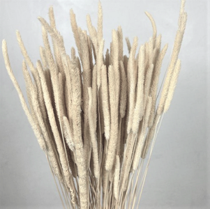 Plante si flori uscate - ARTFLORA - Lagurus, Glixia, Bumbac