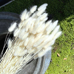 Lagurus premium alb set 100g - ARTFLORA | Plante & flori uscate colorate