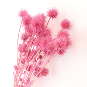 Plante si flori uscate - ARTFLORA - Lagurus, Glixia, Bumbac